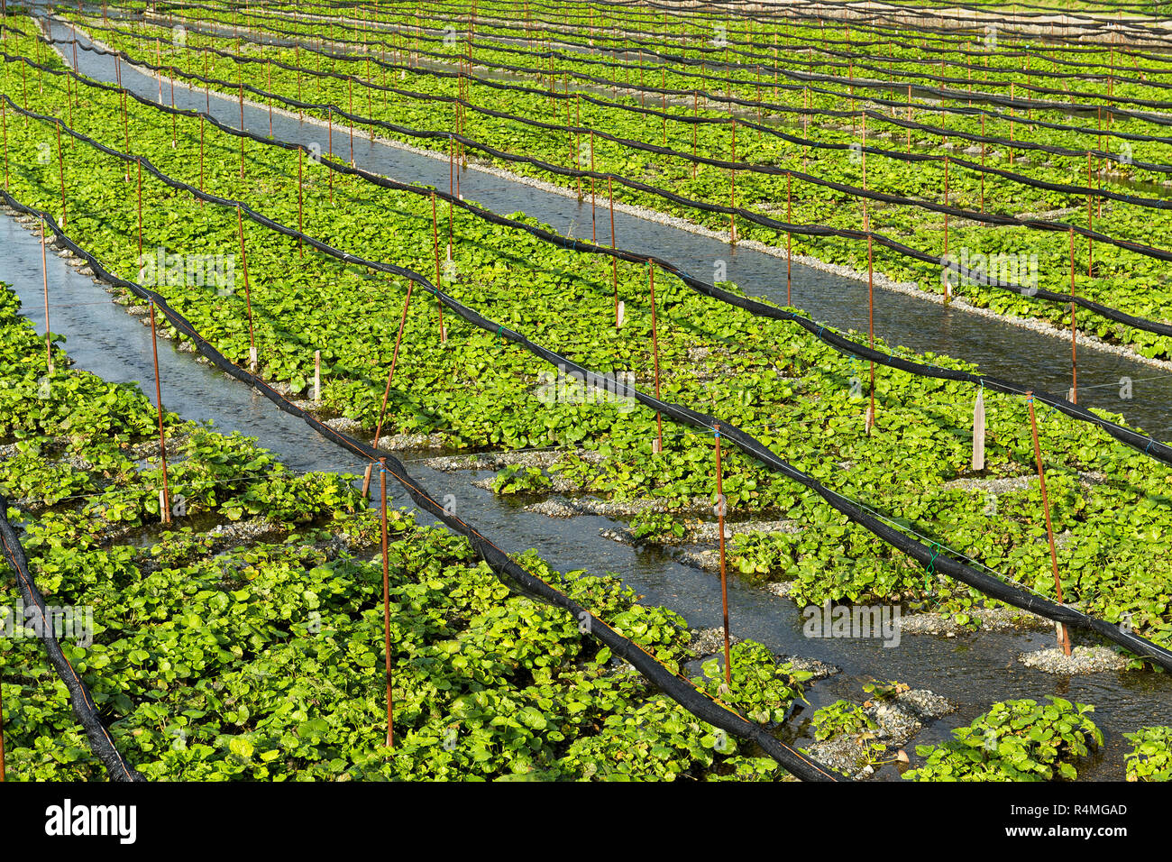 Wasabi plant farm hi-res stock photography and images - Alamy