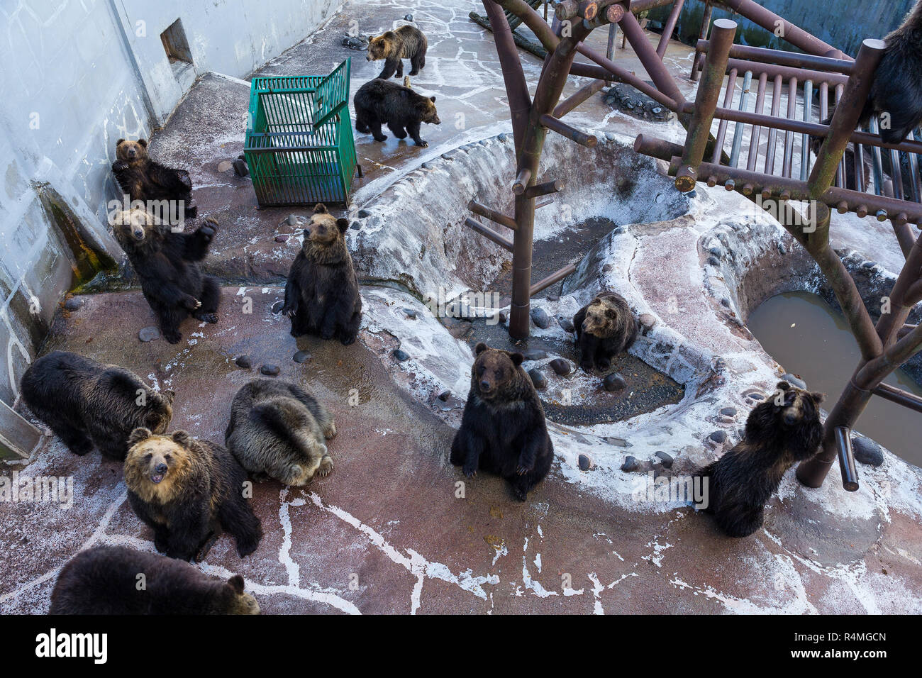 Bear in zoo Stock Photo - Alamy