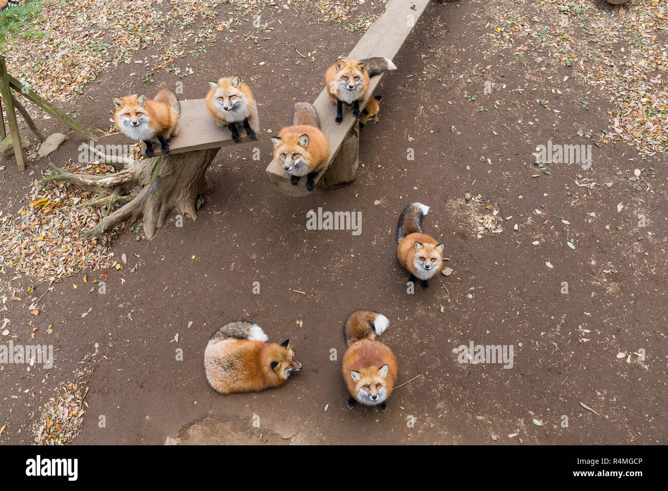 Many Fox village Stock Photo - Alamy