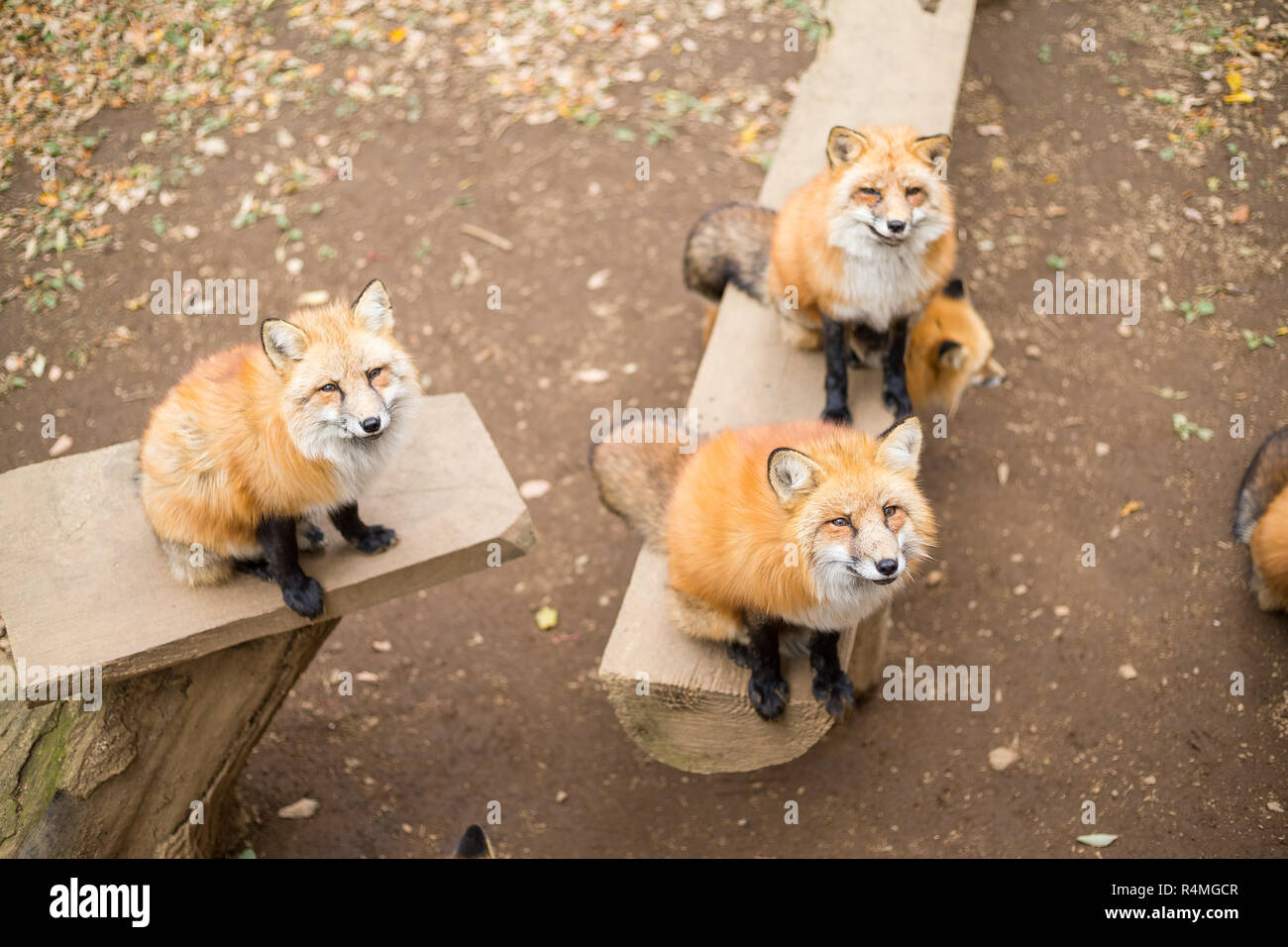 Group of fox at zoo park Stock Photo - Alamy