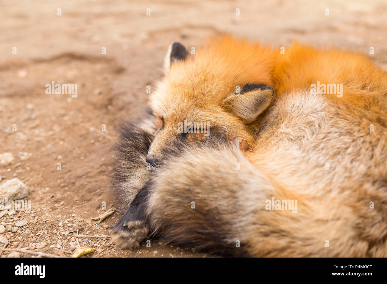 Sleeping red fox Stock Photo - Alamy