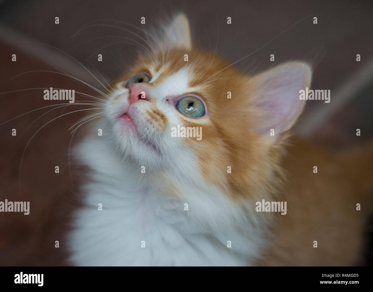 Adorable Ginger Tomcat Kitten Looks up Stock Photo - Alamy