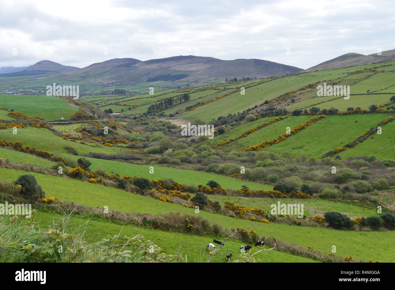 Typical Irish green landscape with fields, grass and hills Stock Photo ...
