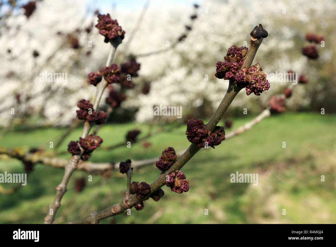 buds of an ash (fraxinus excelsior Stock Photo - Alamy