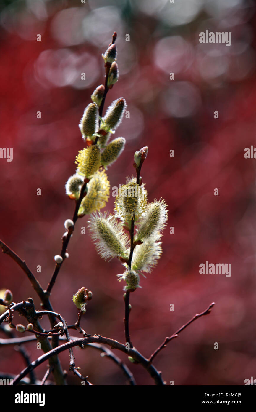 (salix sp.) male flower of the willow - willow Stock Photo - Alamy