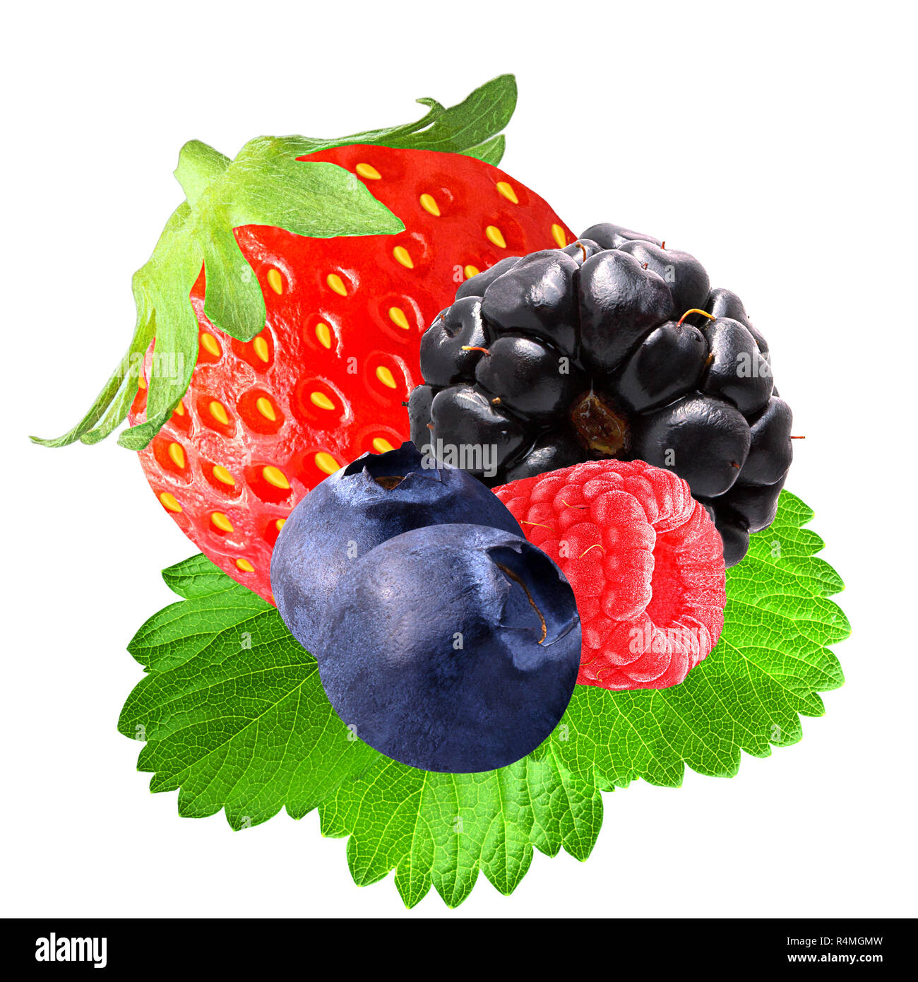 Black berries fruit fly summer hi-res stock photography and images - Alamy