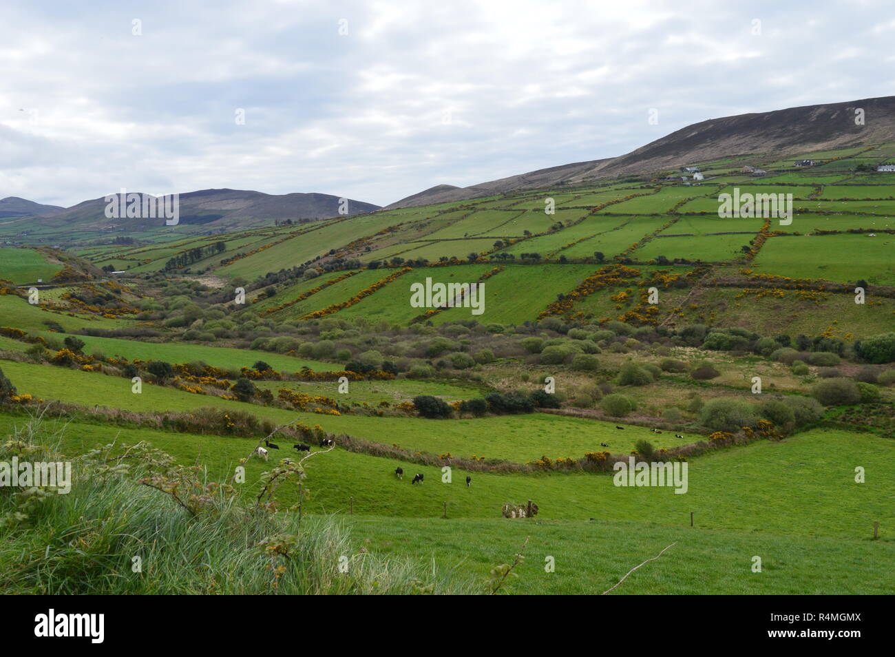 Typical Irish green landscape with fields, grass and hills Stock Photo ...