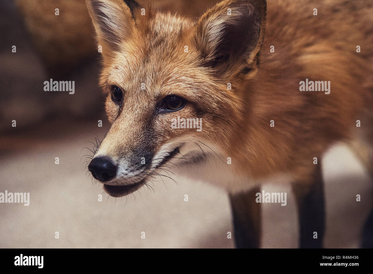 Beautiful red fox Stock Photo - Alamy