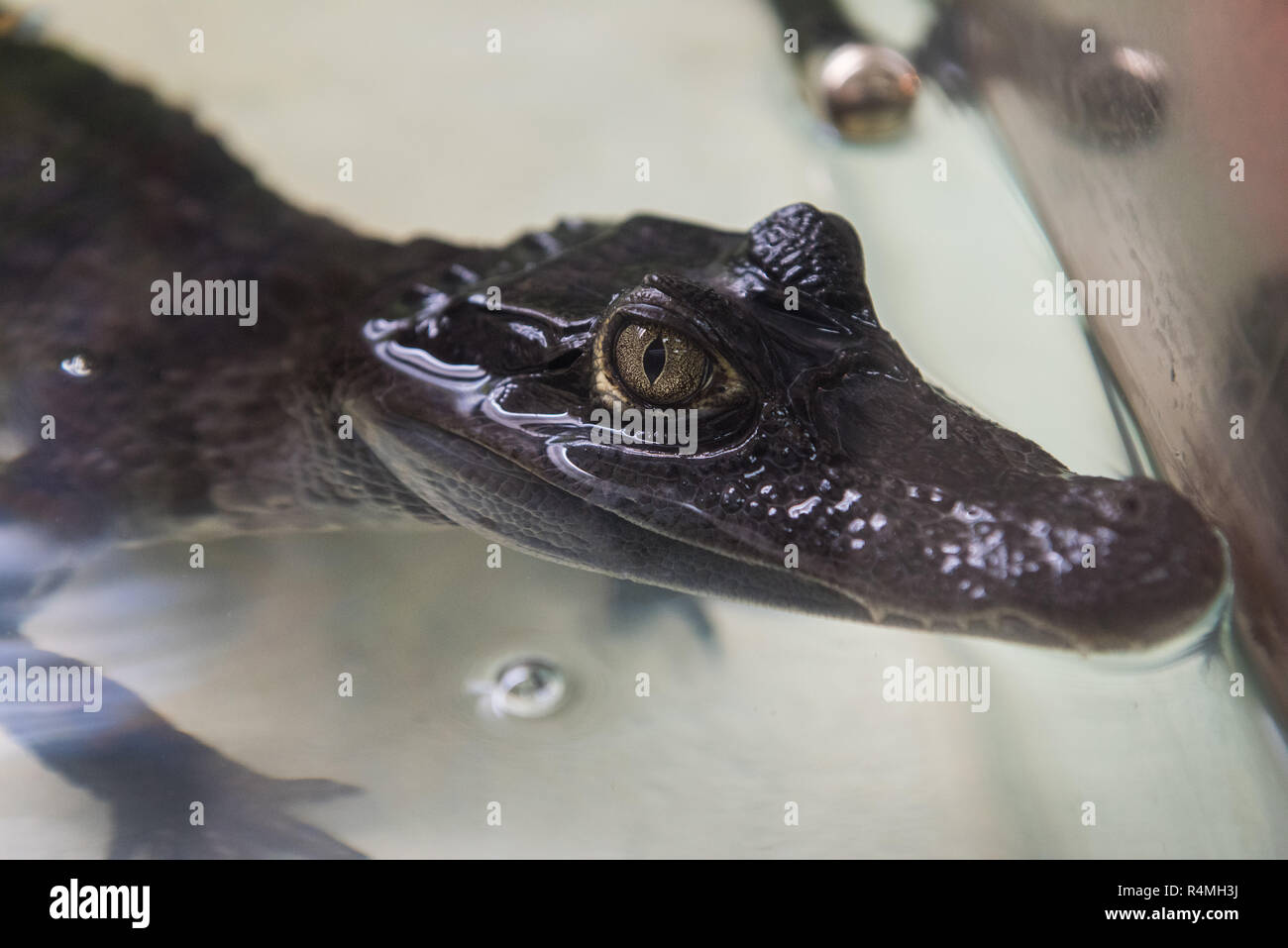 Beautiful caiman crocodile Stock Photo - Alamy