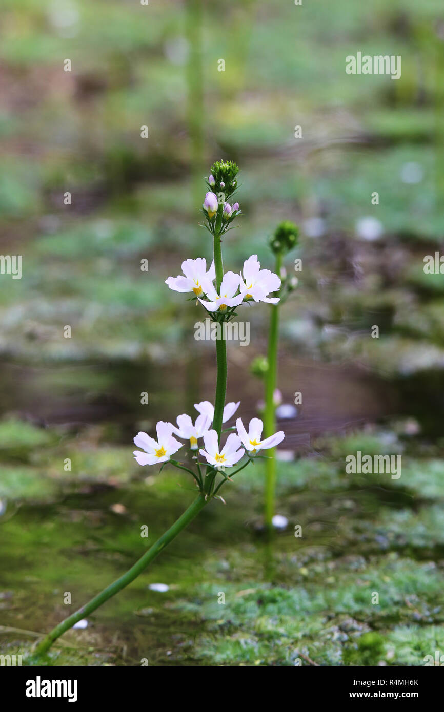 Hydrophyt hi-res stock photography and images - Alamy