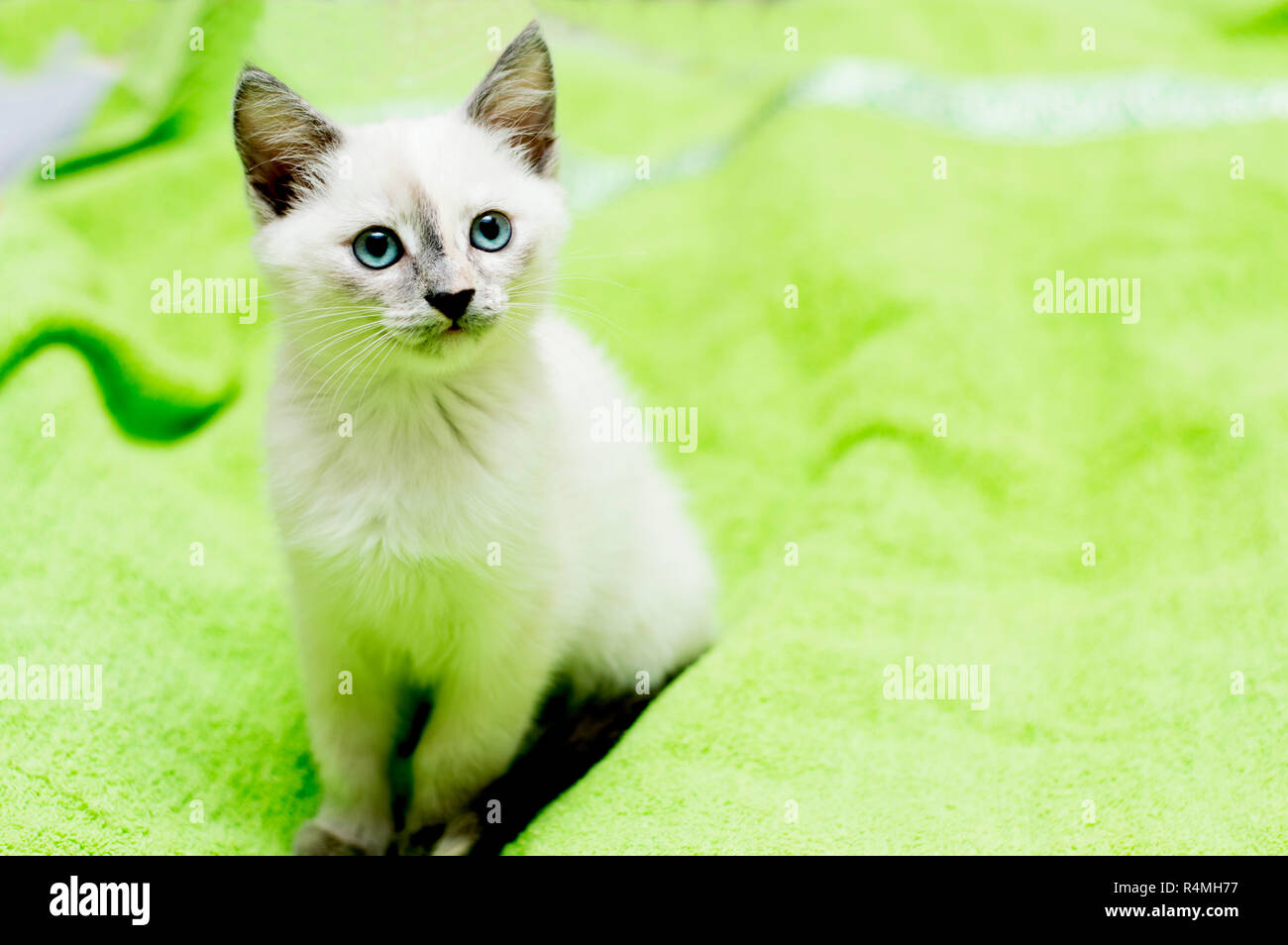 the snow-white kitten with blue eyes sits on a bed Stock Photo - Alamy