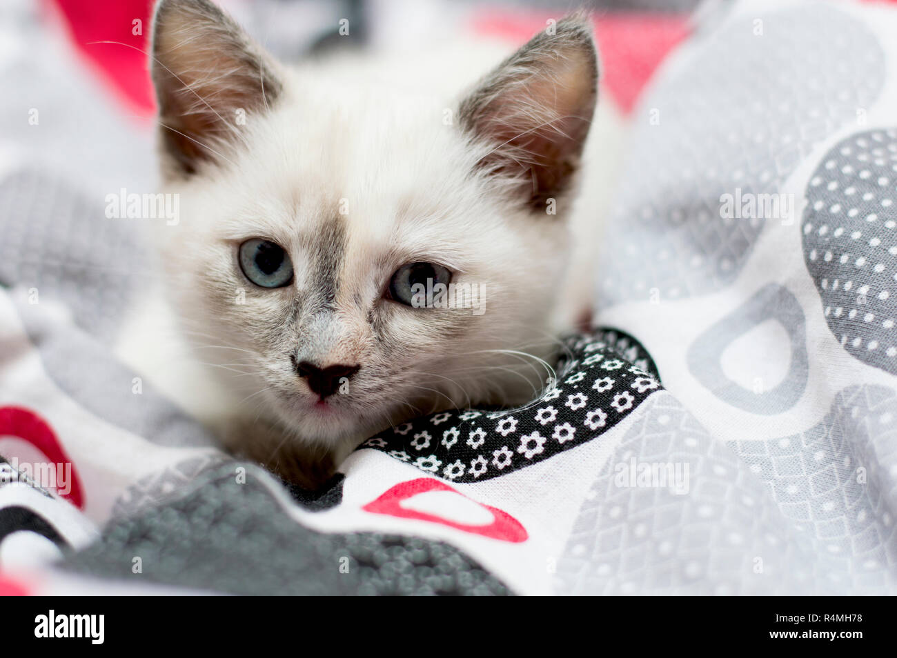 portrait of a snow-white kitten in a bed Stock Photo - Alamy
