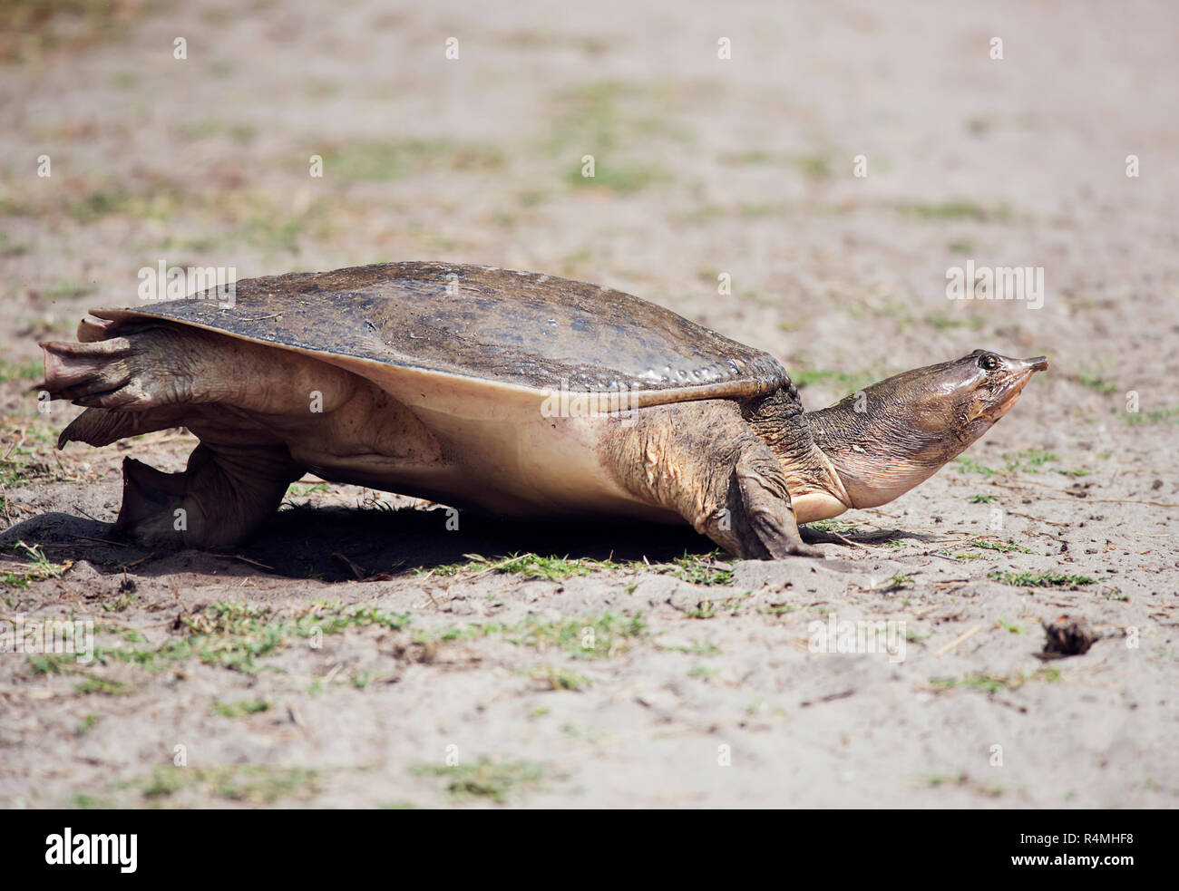 Florida Softshell Turtle Stock Photo - Alamy