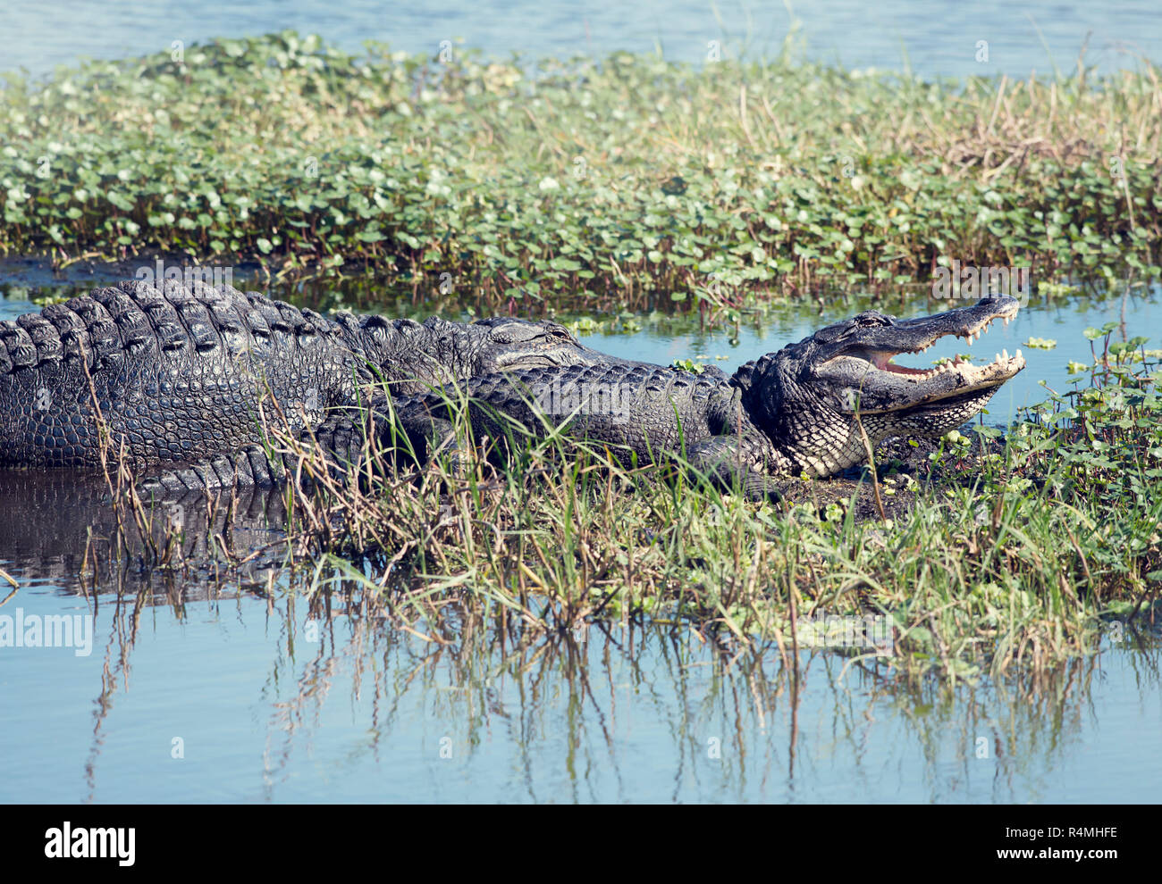 Two American Alligators Stock Photo - Alamy