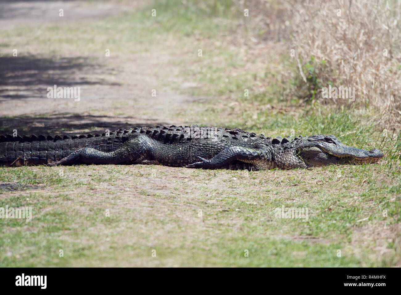 Alligator crossing trail hi-res stock photography and images - Alamy