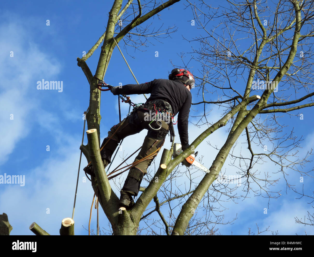 falling an oak tree in the garden Stock Photo - Alamy