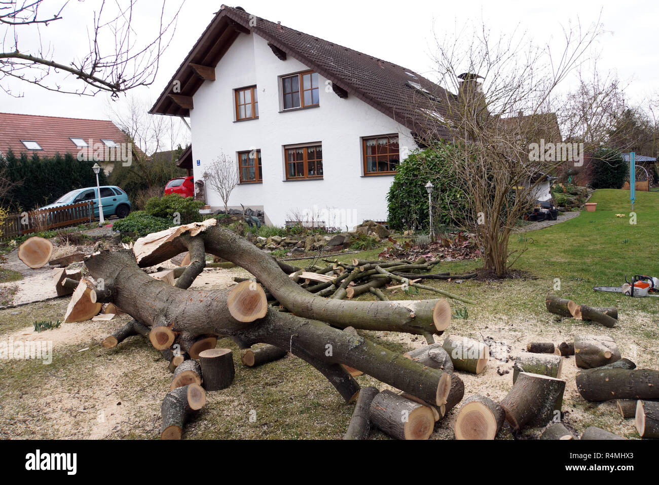 falling an oak tree in the garden Stock Photo - Alamy