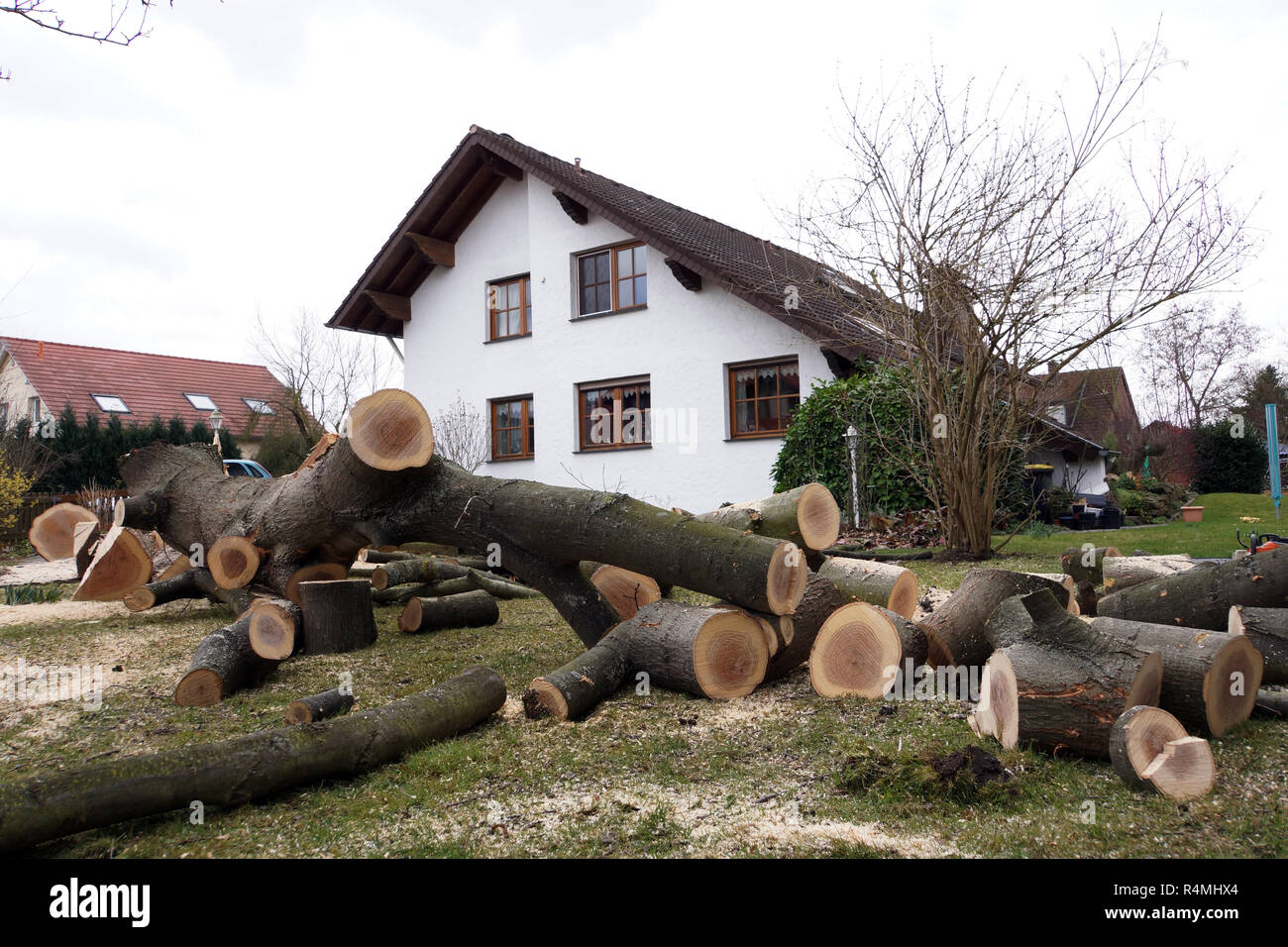 falling an oak tree in the garden Stock Photo - Alamy