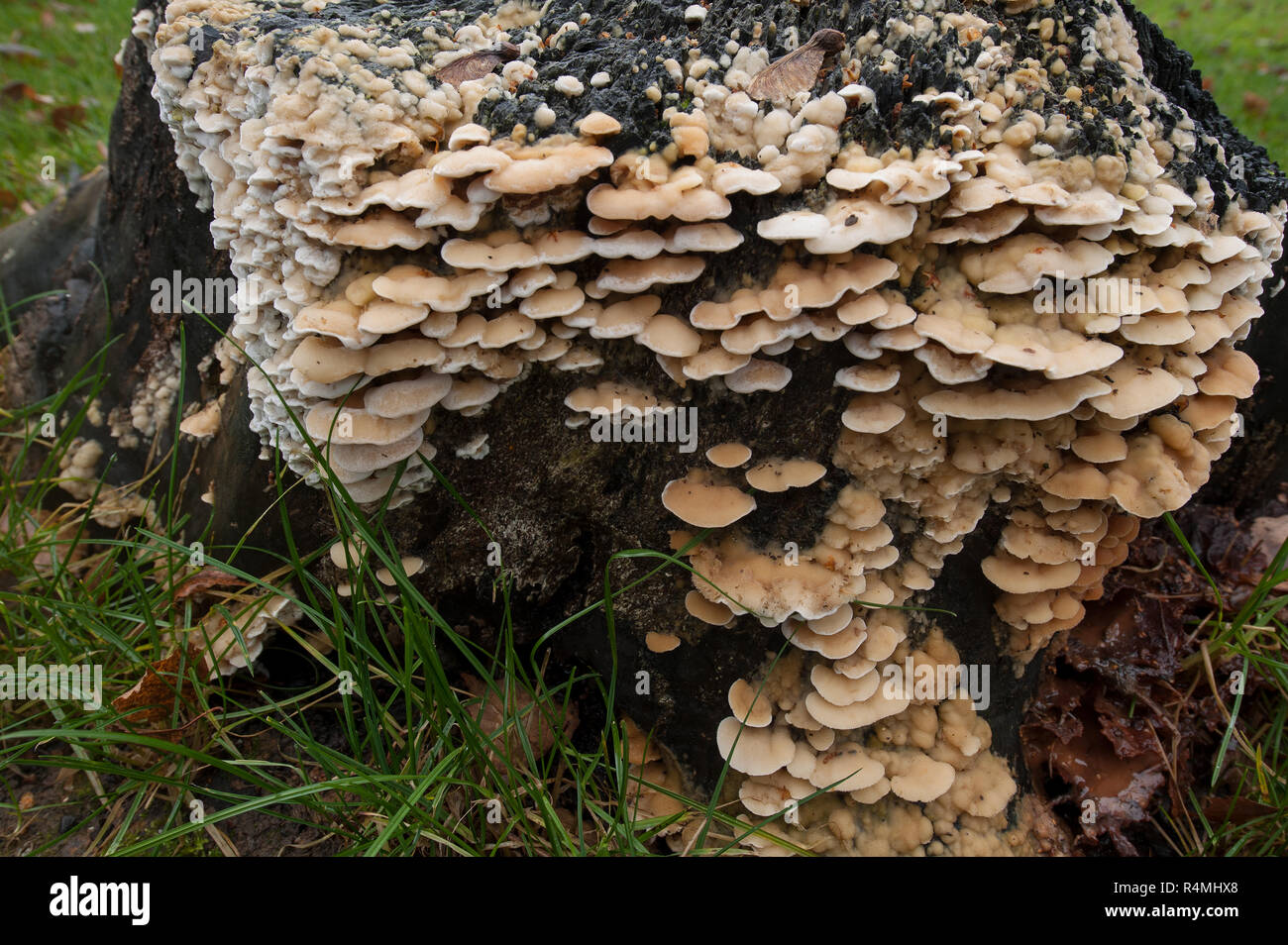 Young developing overlapping rosettes of bracket fungi on a carbonised ...