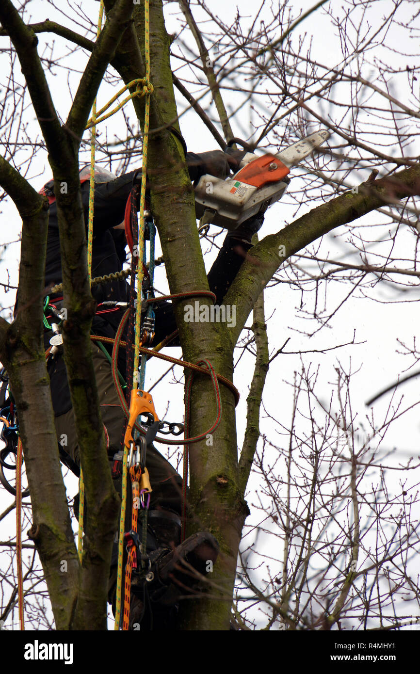 falling an oak tree in the garden Stock Photo - Alamy
