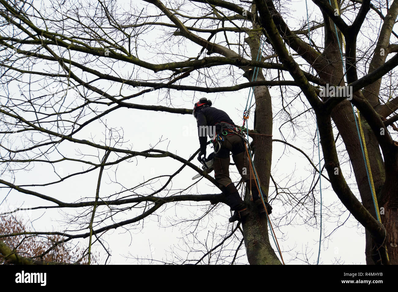 falling an oak tree in the garden Stock Photo - Alamy