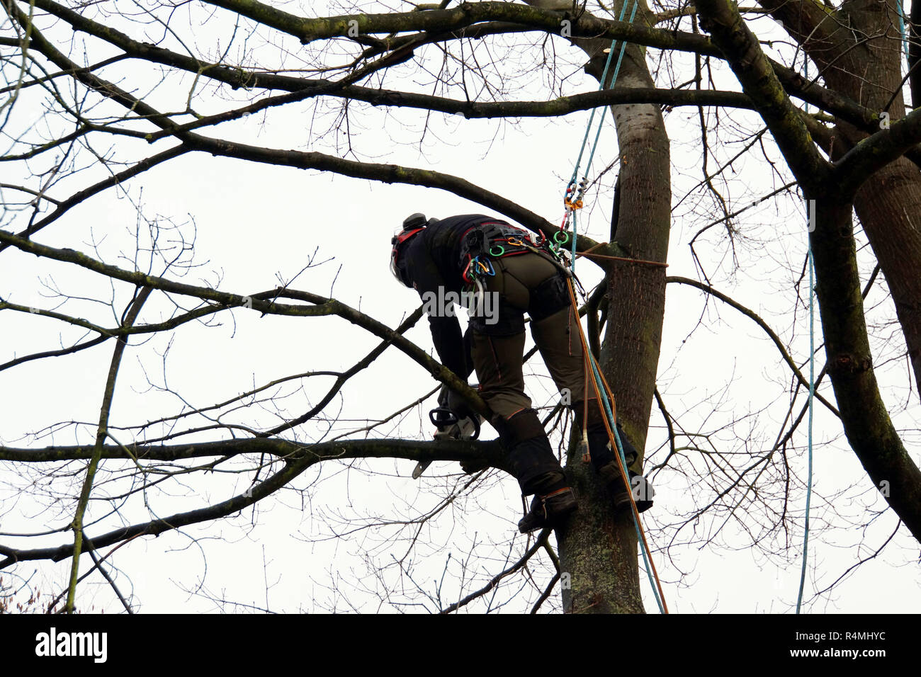 falling an oak tree in the garden Stock Photo - Alamy