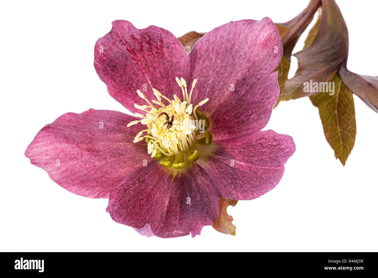Spring flower of red helleborus isolated on white background Stock ...