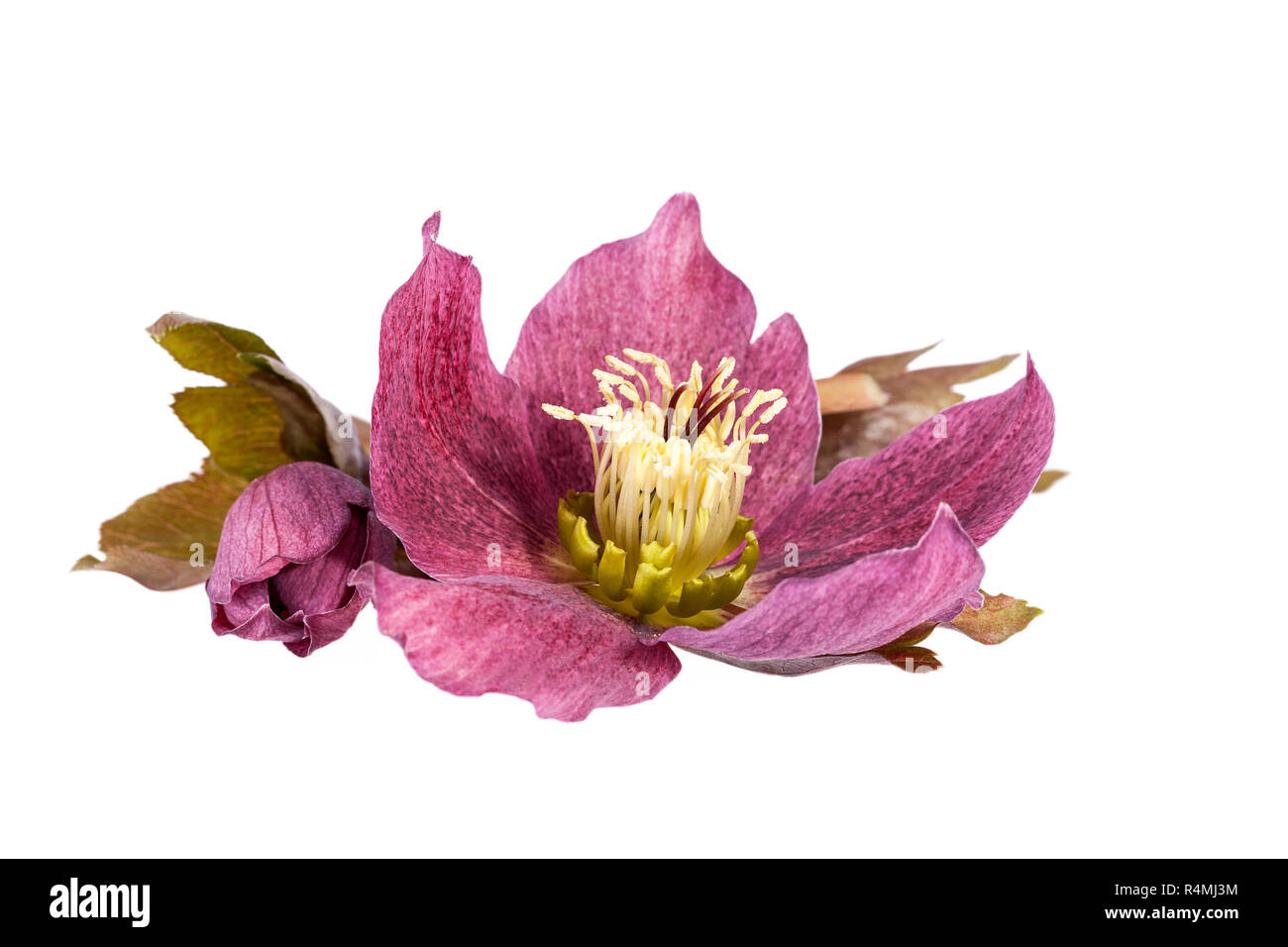 Spring flower of red helleborus isolated on white background Stock ...