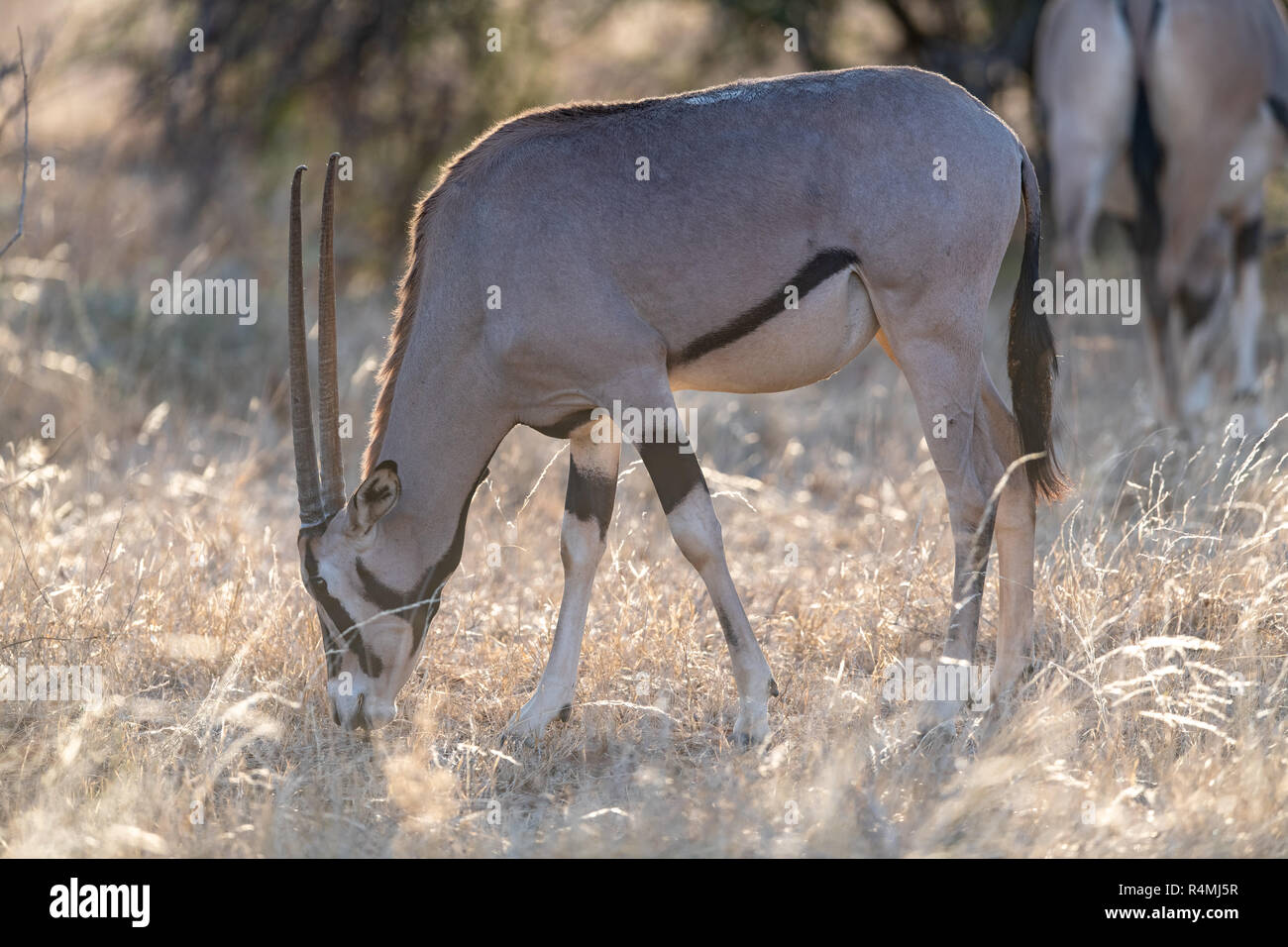 Common beisa oryx (Oryx beisa) in Kenya, Africa Stock Photo - Alamy