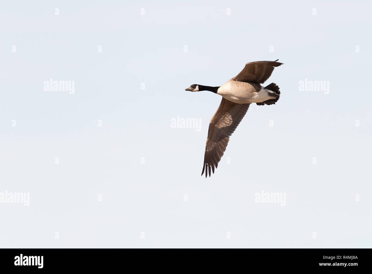 Canada goose with wings spread hi-res stock photography and images - Alamy