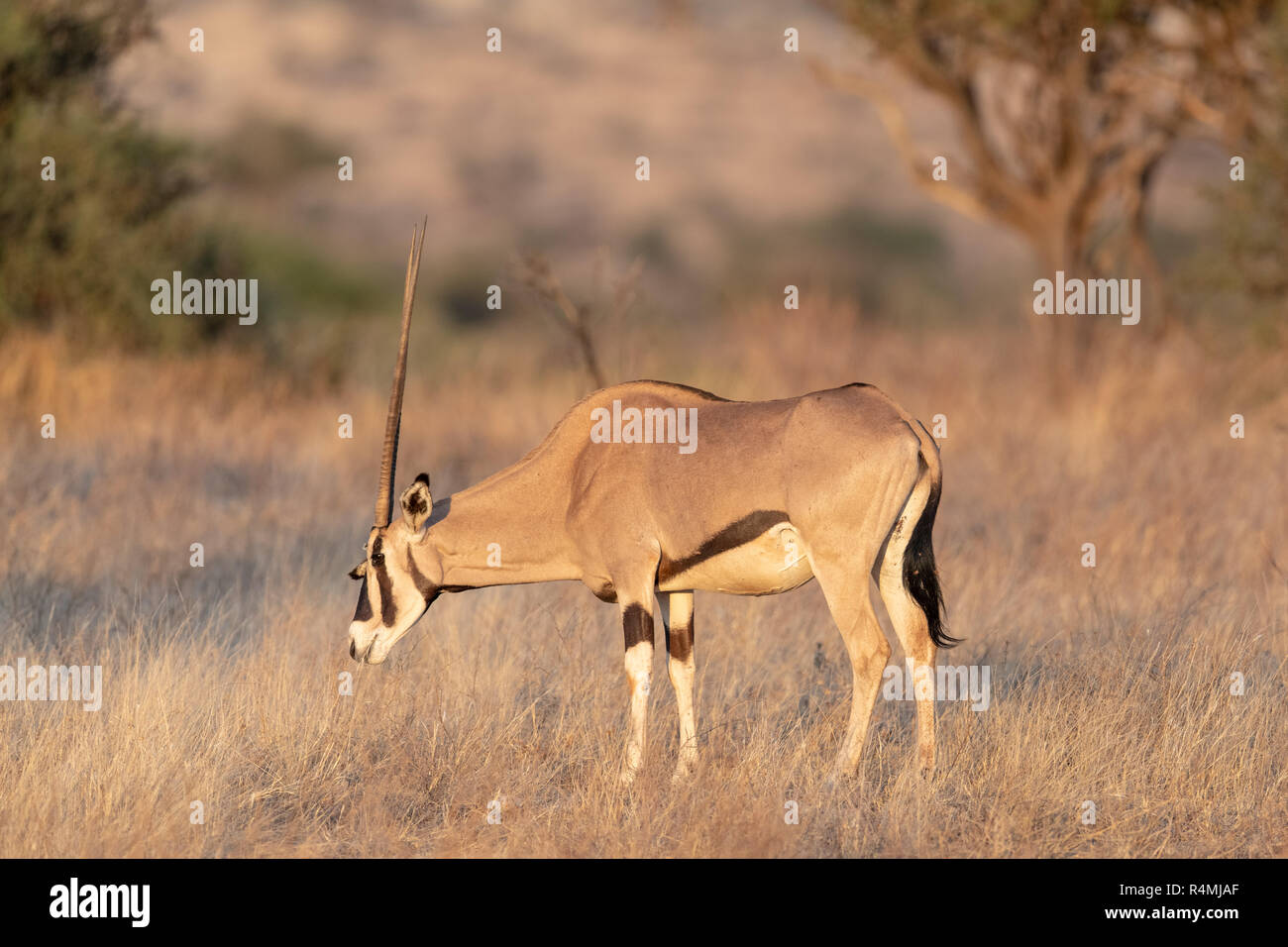 Beisa gemsbok hi-res stock photography and images - Alamy