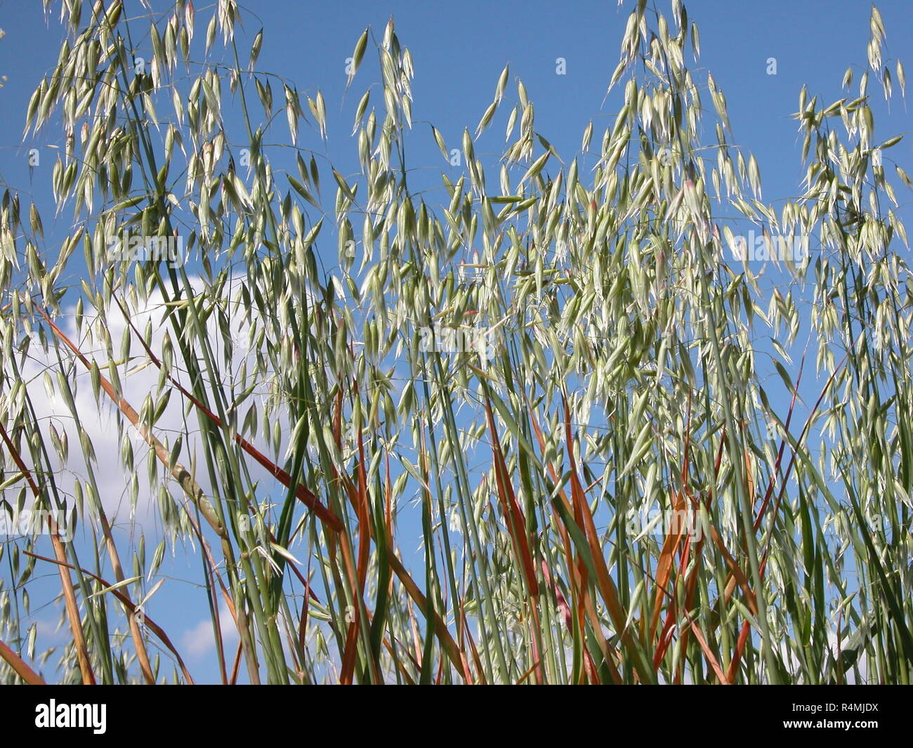 Vacillate hi-res stock photography and images - Alamy