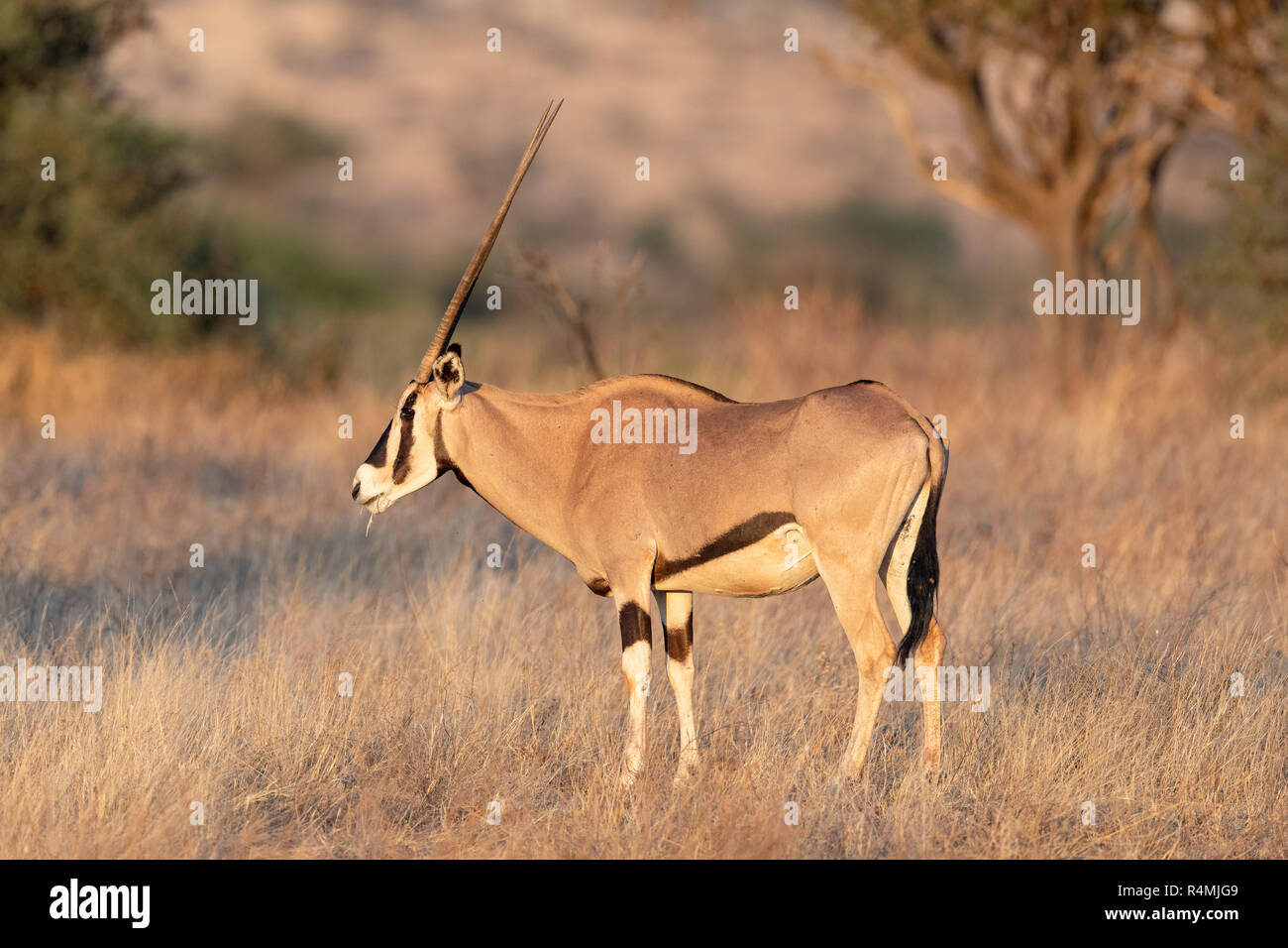 Common beisa oryx (Oryx beisa) in Kenya, Africa Stock Photo - Alamy