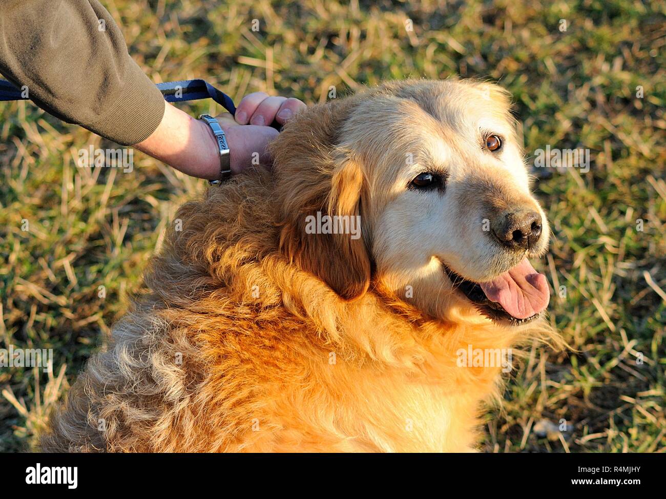 Shoulder collar hi-res stock photography and images - Alamy
