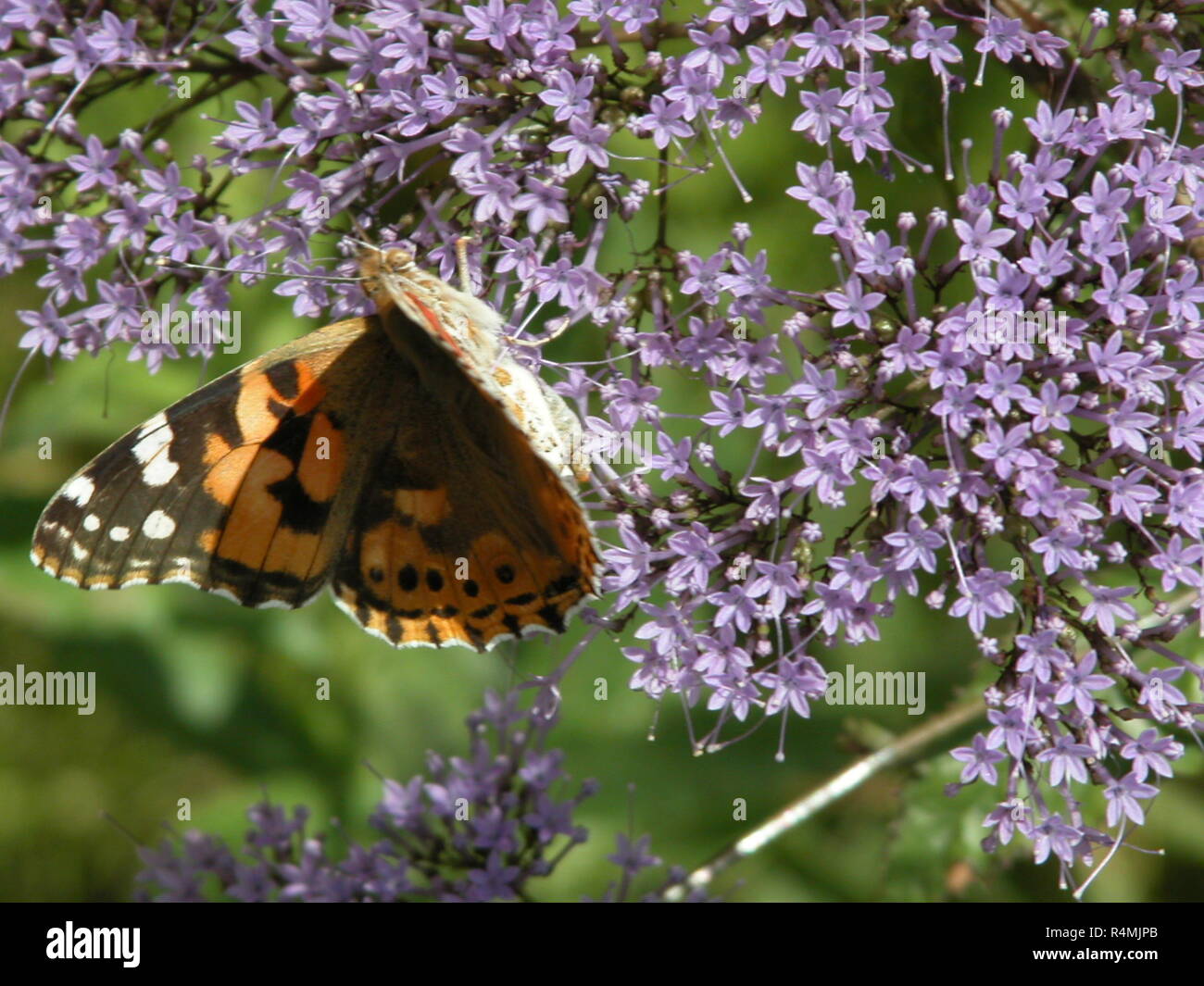 Luminous butterfly hi-res stock photography and images - Alamy