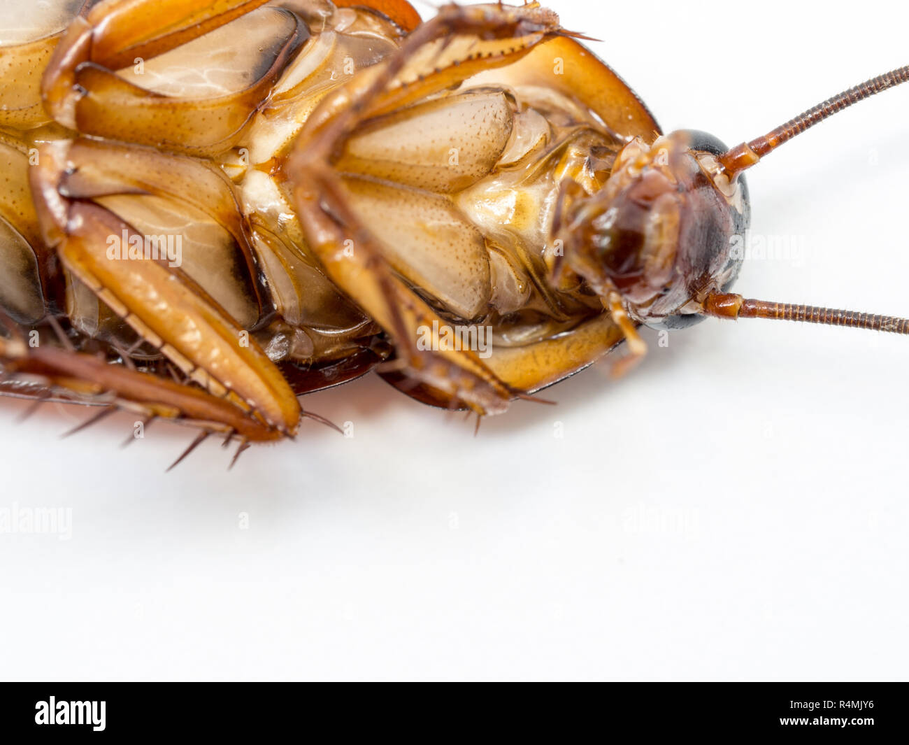 Closeup cockroach show details since mid body to the head on a white ...