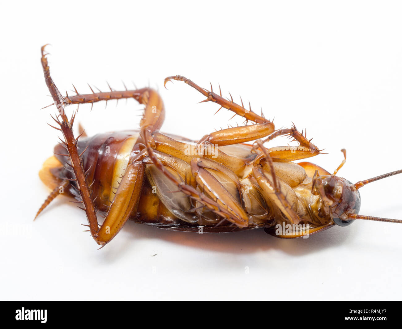 Closeup cockroach show details all of body on a white background ...