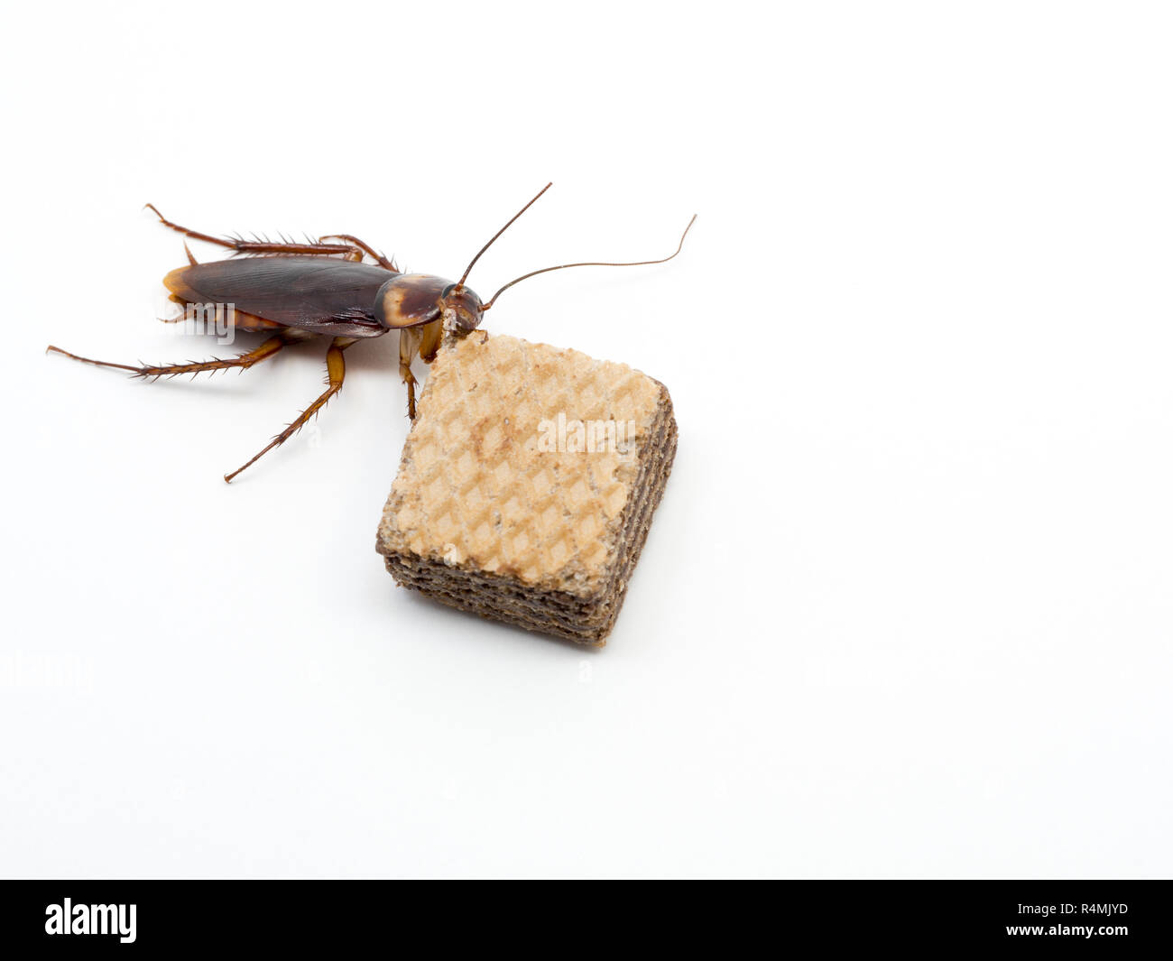 Chocolate Covered Cockroaches