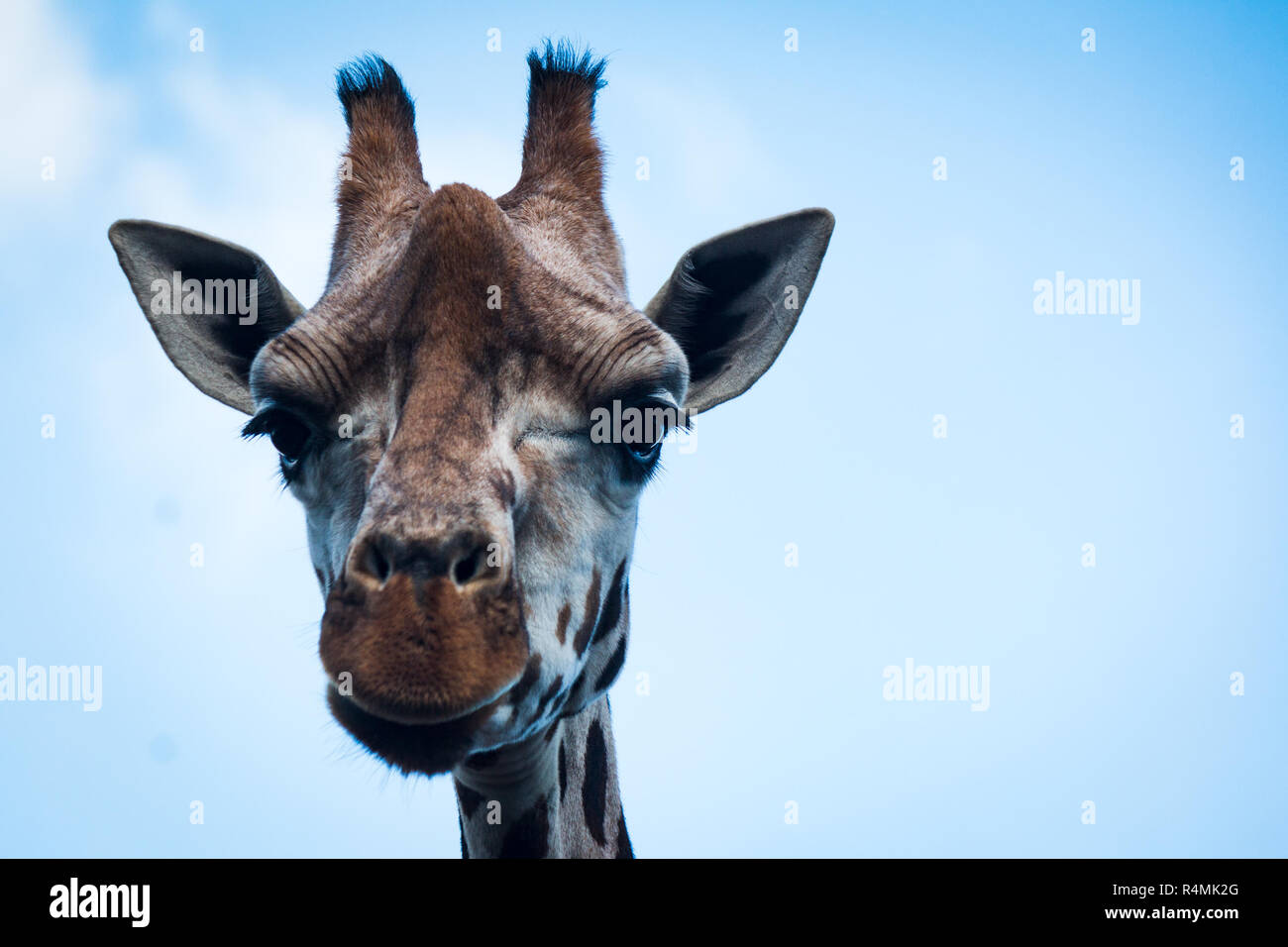 Giraffe eyelashes hi-res stock photography and images - Alamy