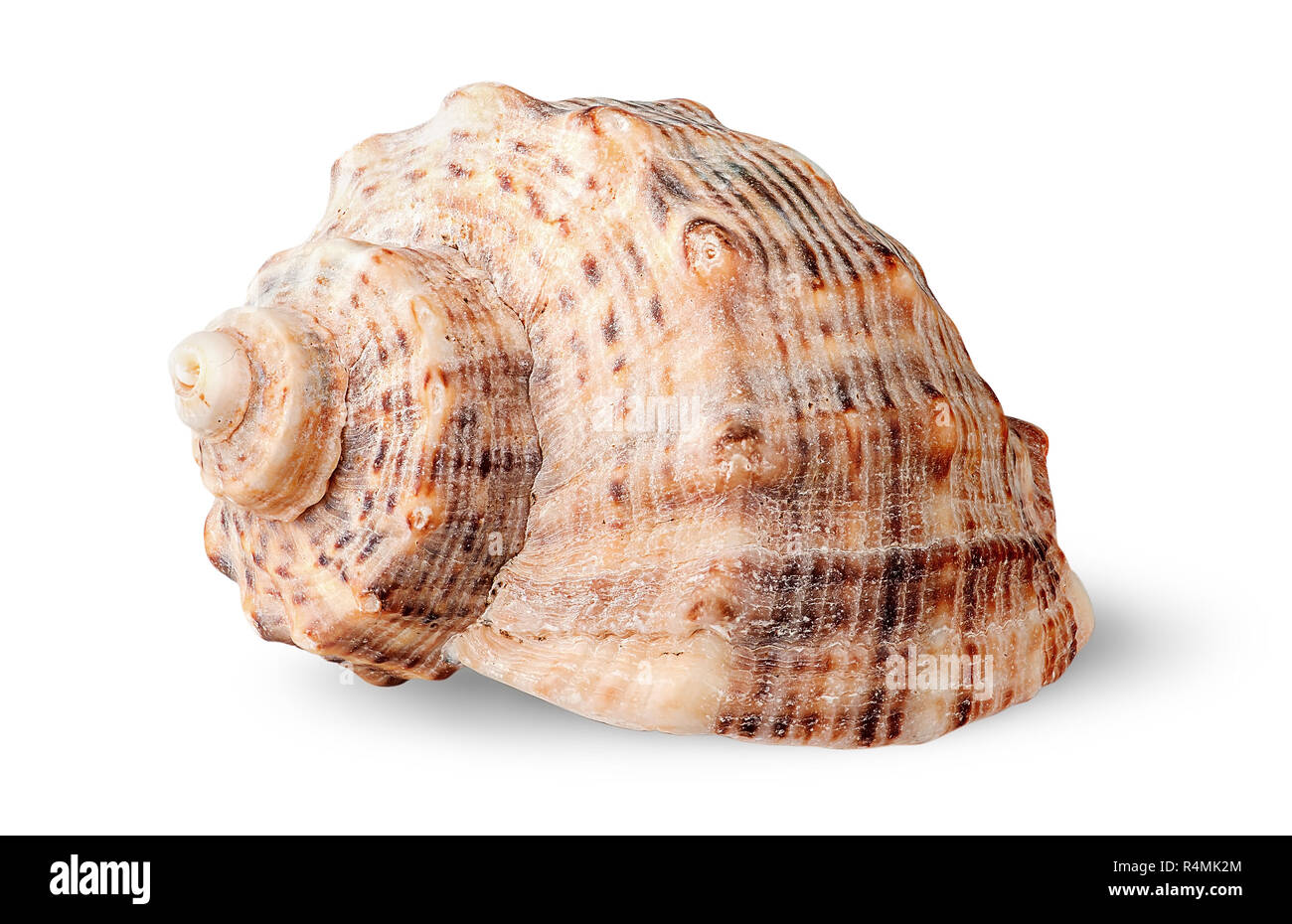 Seashell rapana side view rotated Stock Photo - Alamy