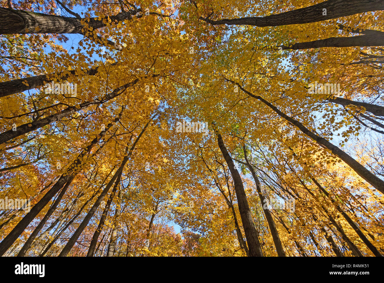 Canopy looking hi-res stock photography and images - Alamy