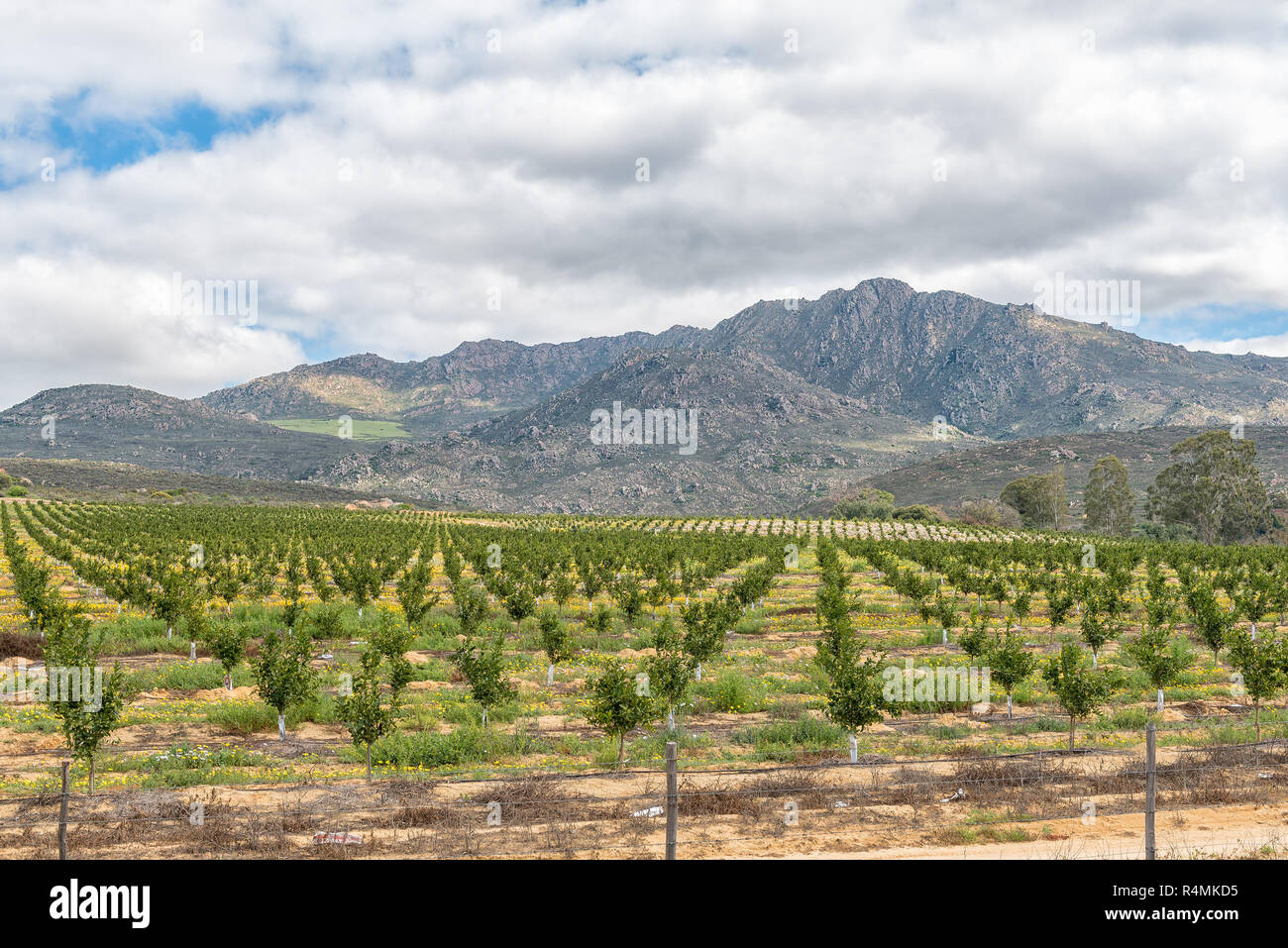 Wild flowers and citrus orchards near Citrusdal in the Western Cape ...