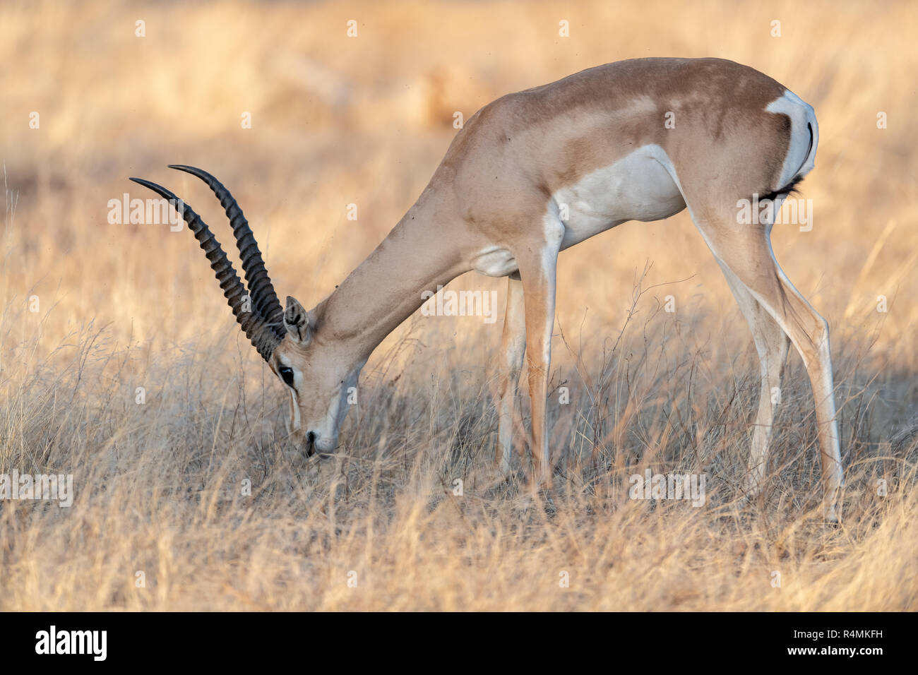Grant's gazelle (Nanger granti) in Kenya, Africa Stock Photo - Alamy
