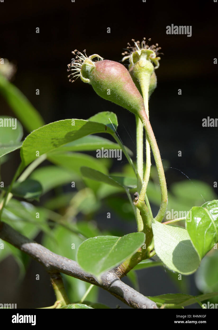 Ovary of pear fruit Stock Photo - Alamy
