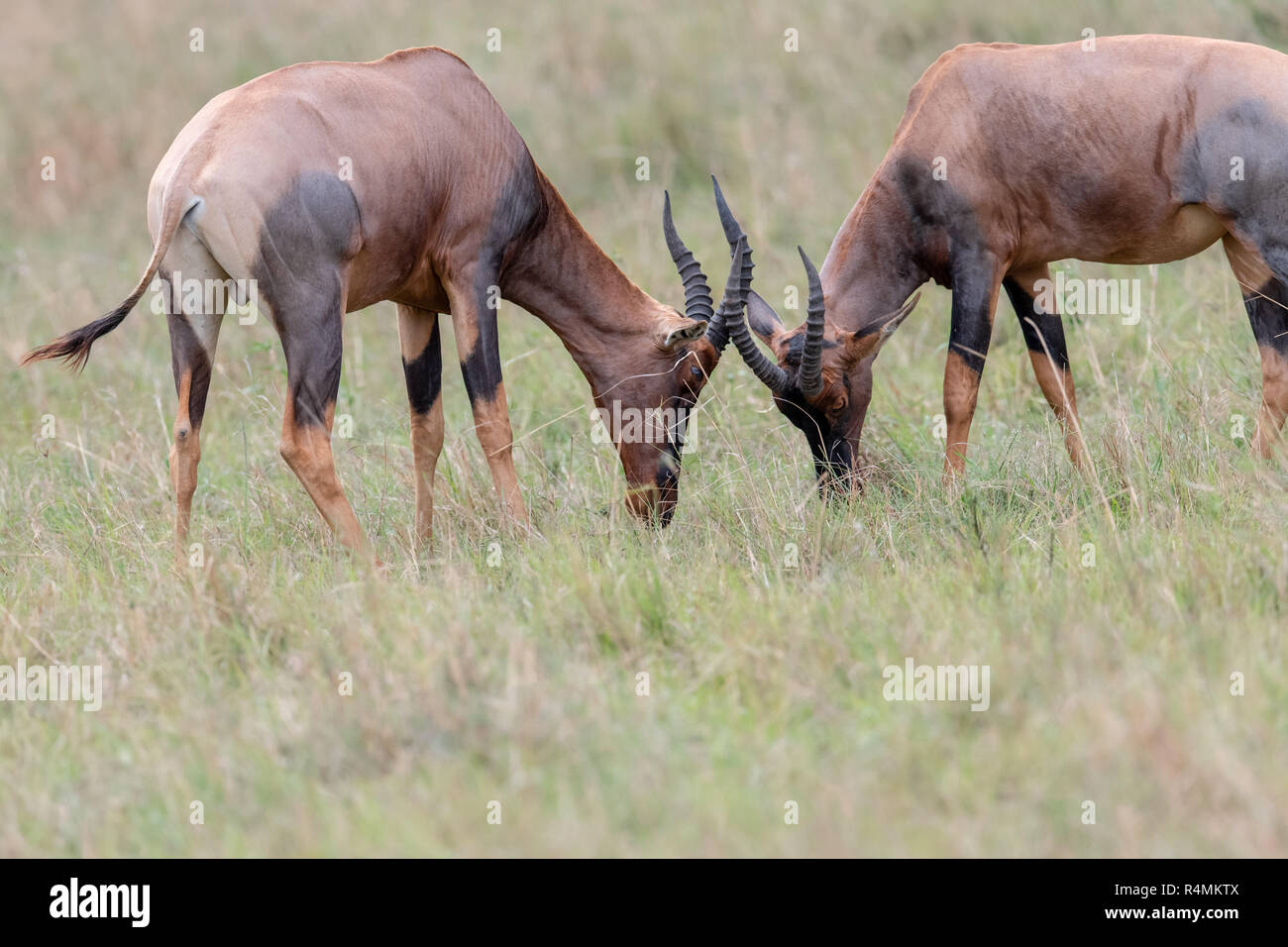 Sparring male topis (Damaliscus korrigum) in Kenya, Africa Stock Photo ...