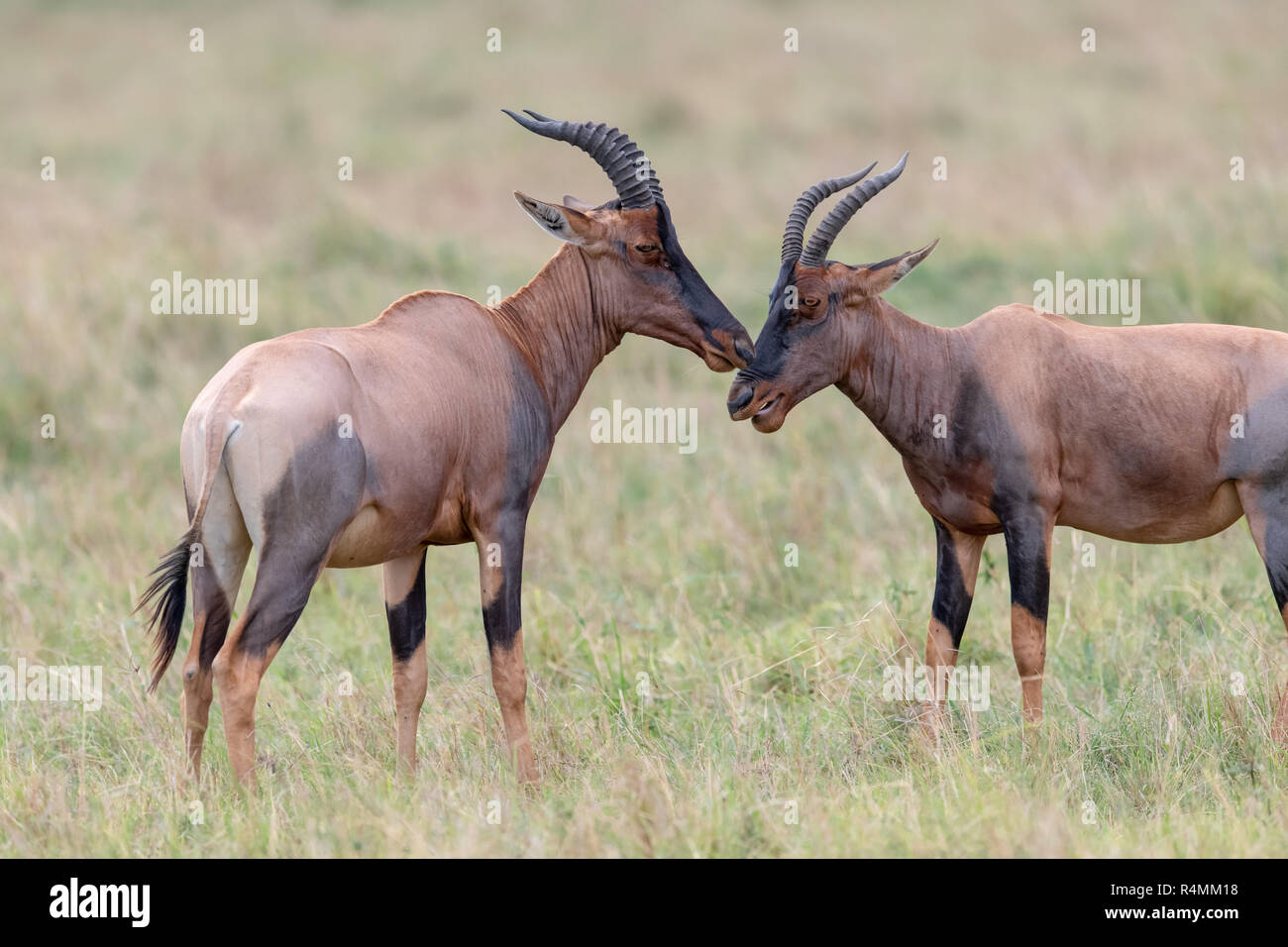 Male topis hi-res stock photography and images - Alamy