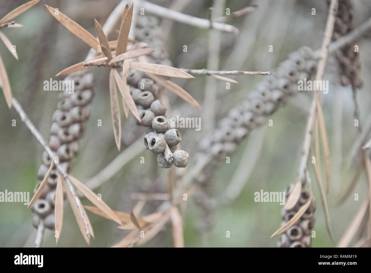 Fruits stick around a branch hi-res stock photography and images - Alamy