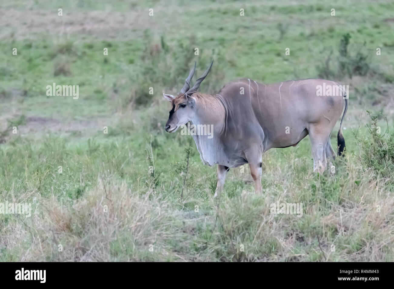 Common eland (Taurotragus oryx) in Kenya, Africa Stock Photo - Alamy