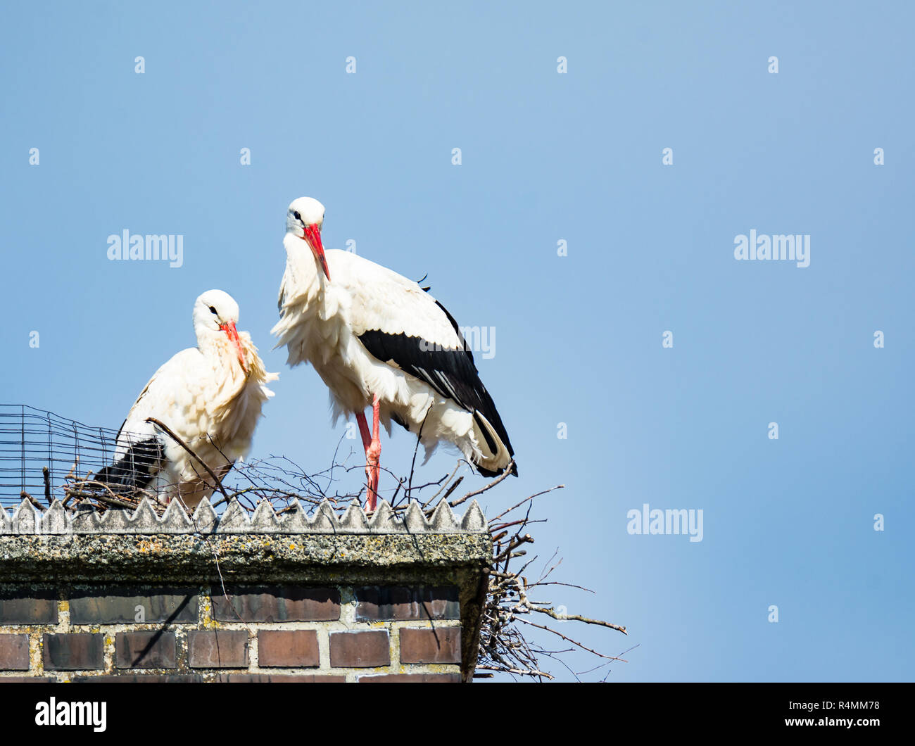 Stork On Chimney Stack High Resolution Stock Photography and Images - Alamy