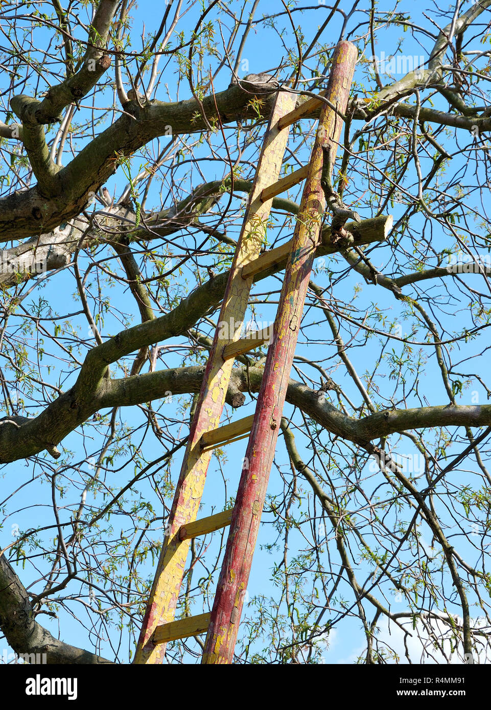 Propped tree branch hi-res stock photography and images - Alamy